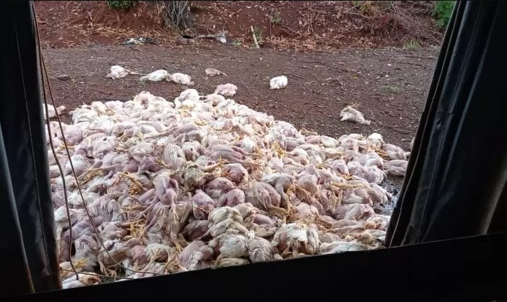 4,5 mil frangos morrem de calor após falta de energia em granja no ...